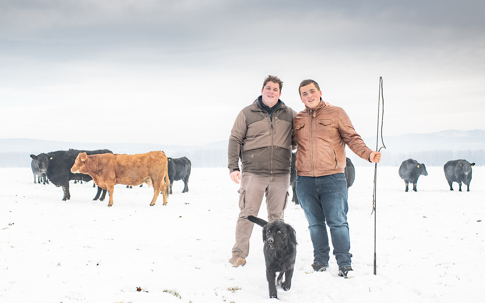 Szarvatlan marhák – Kisoroszi angusok - Magyar Konyha