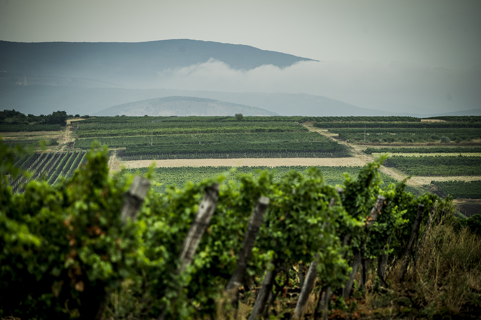 Egri borok a budapesti rajongóknak - Magyar Konyha Online