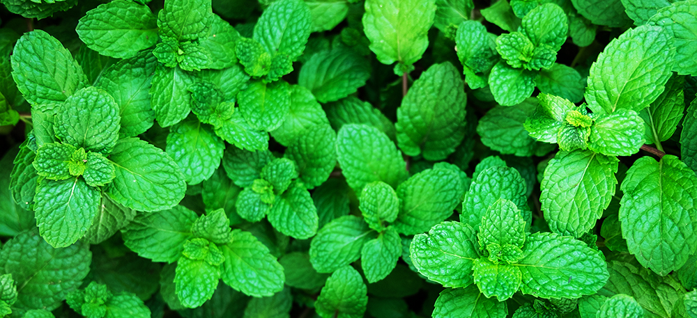 A menta illata - Magyar Konyha Online