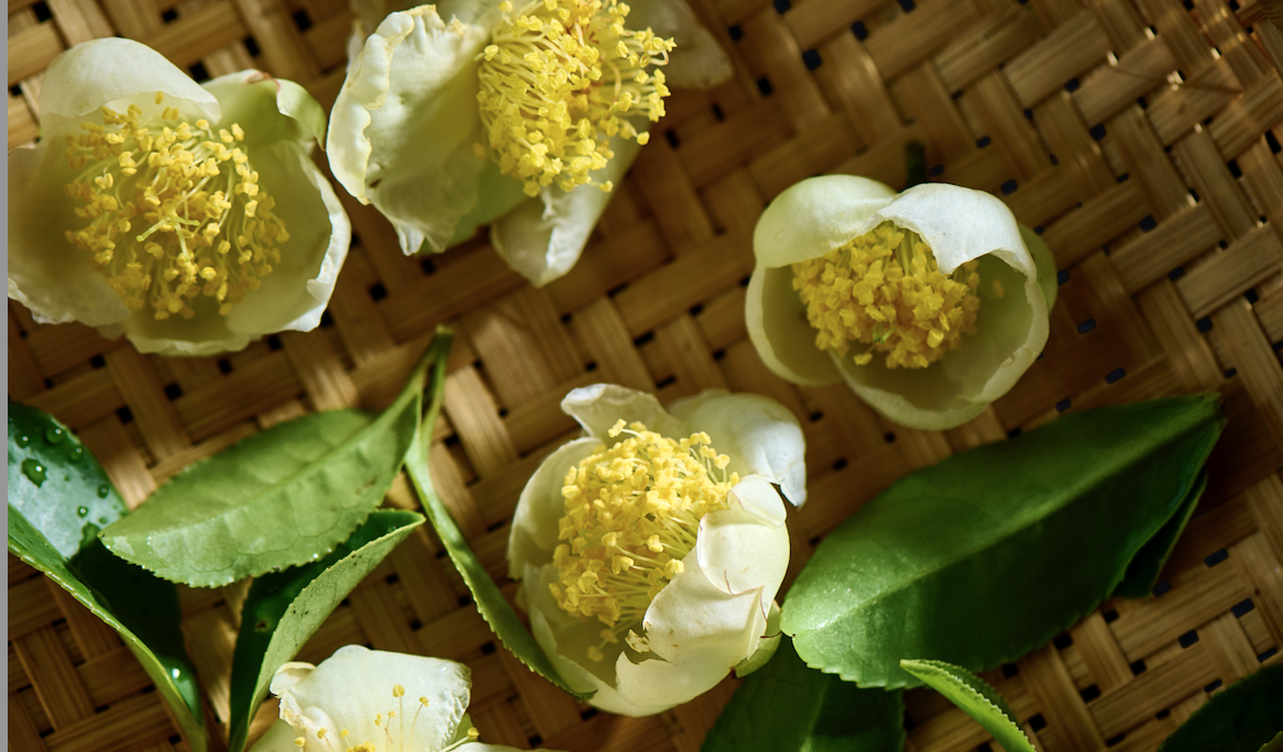 Ilyen a tea, ha Magyarországon terem - Magyar Konyha Online